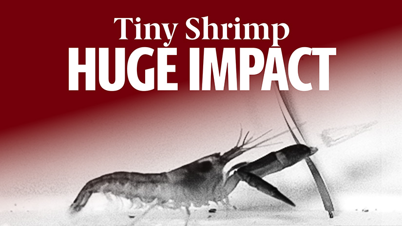 Video: Tiny shrimp, huge impact - USC News & Events | University of ...